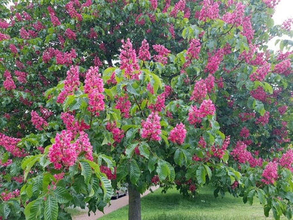 62 Stunning Native Florida Plants and Trees to Beautify Your Space