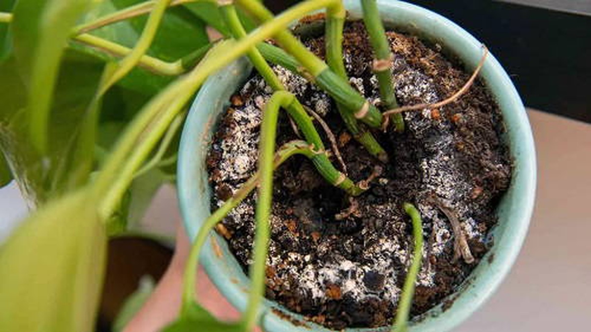 7 Soil Warning Signs That Say It's Time to Start Fresh