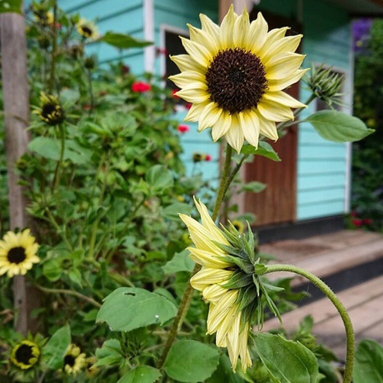 31 Stunning Sunflower Colors That Will Brighten Your Garden