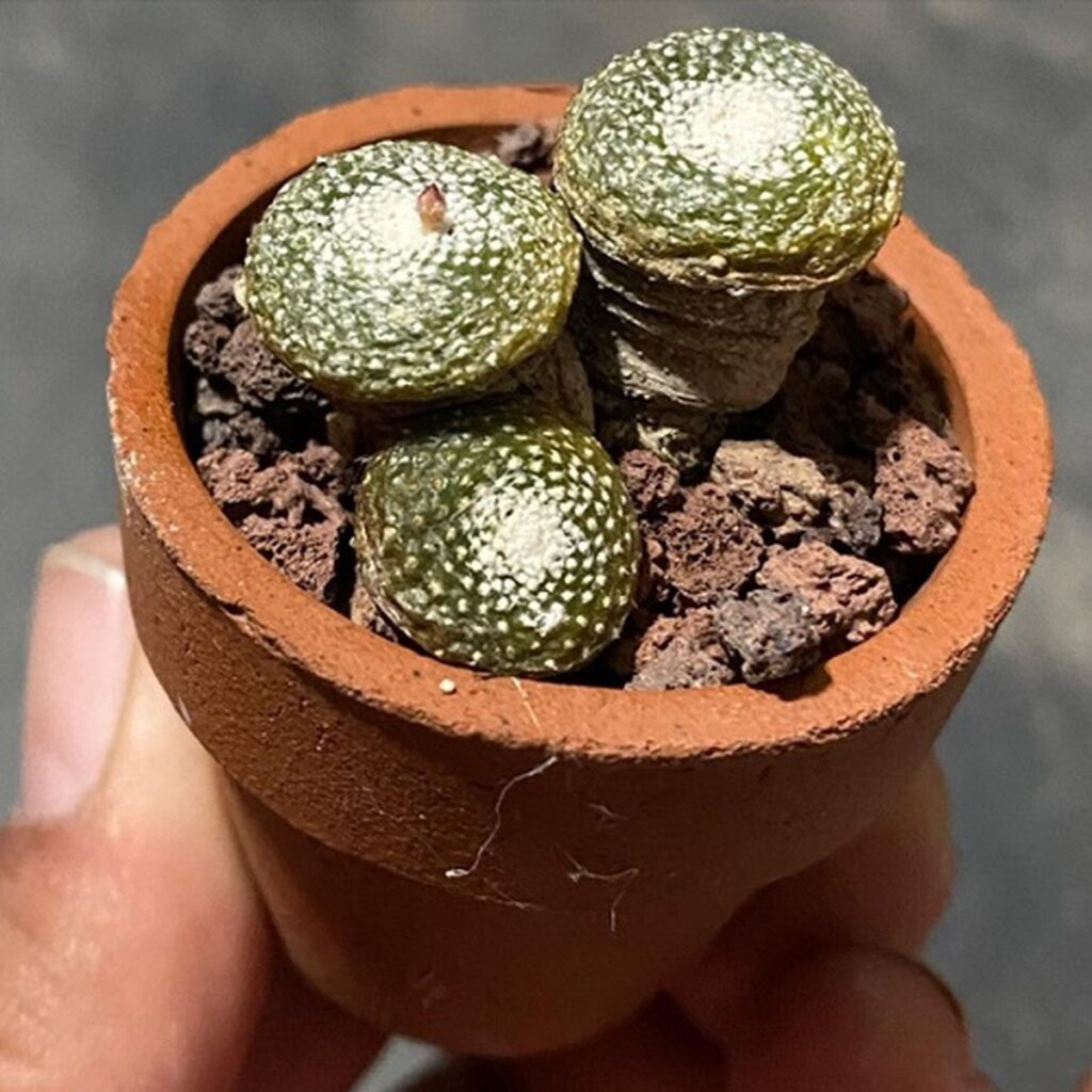 25 Adorable Tiny Mini Succulents for Your Charming Garden
