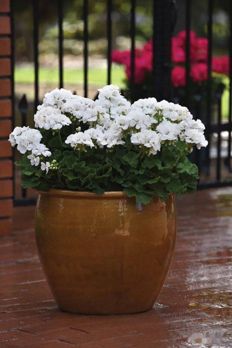21 Lovely White Geranium Types to Brighten Your Garden