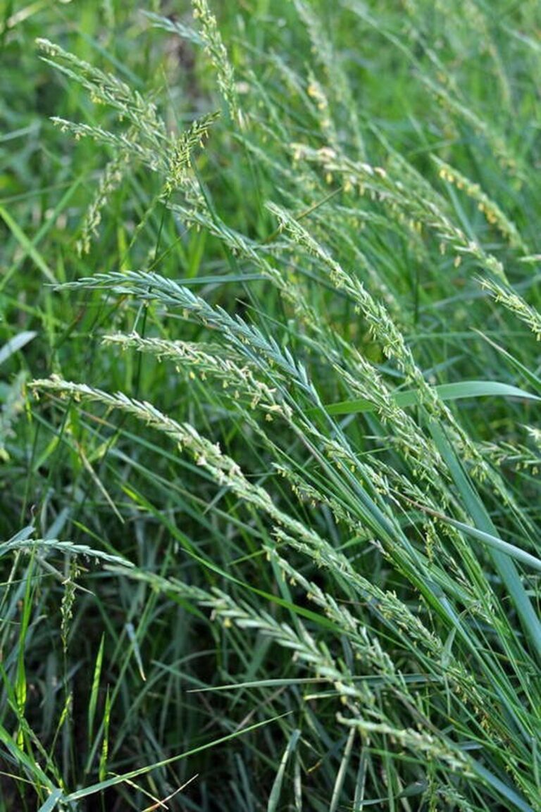 18 Common Weeds That Look Like Wheat—Can You Spot Them?