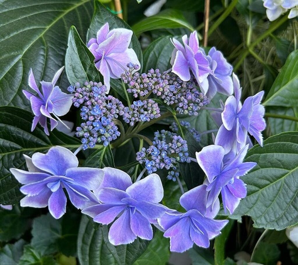 17 Stunning Types of Purple Hydrangea Varieties for Your Garden