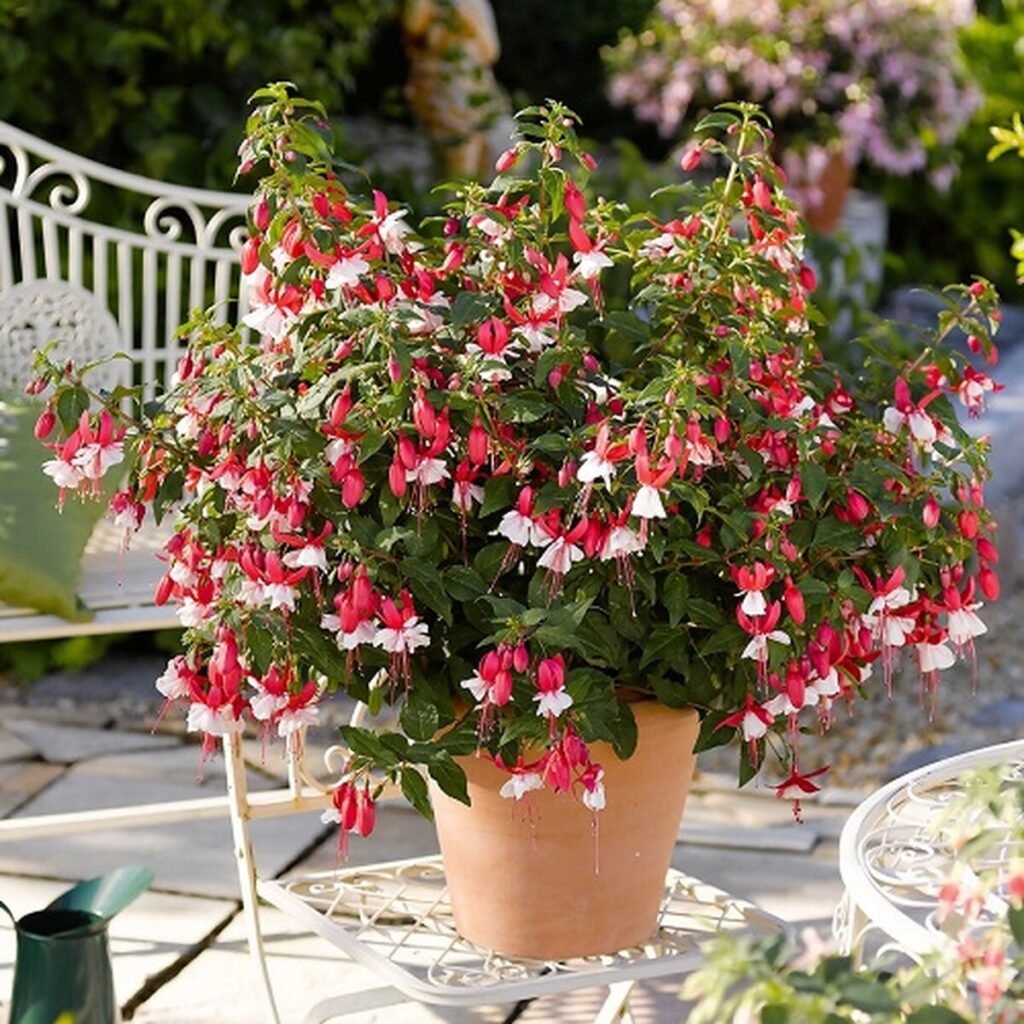 16 Gorgeous Fuchsia Variety Colors That Gardeners Adore