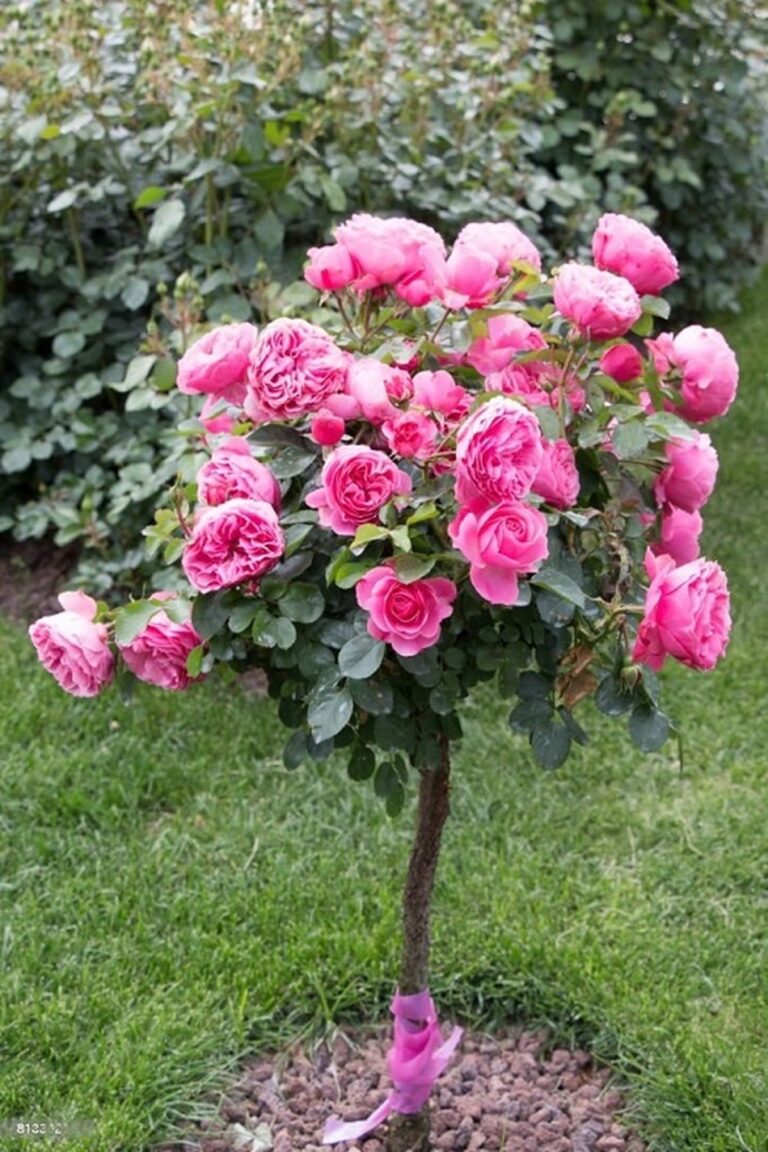 14 Ideal Pink Flowering Trees in Florida to Explore