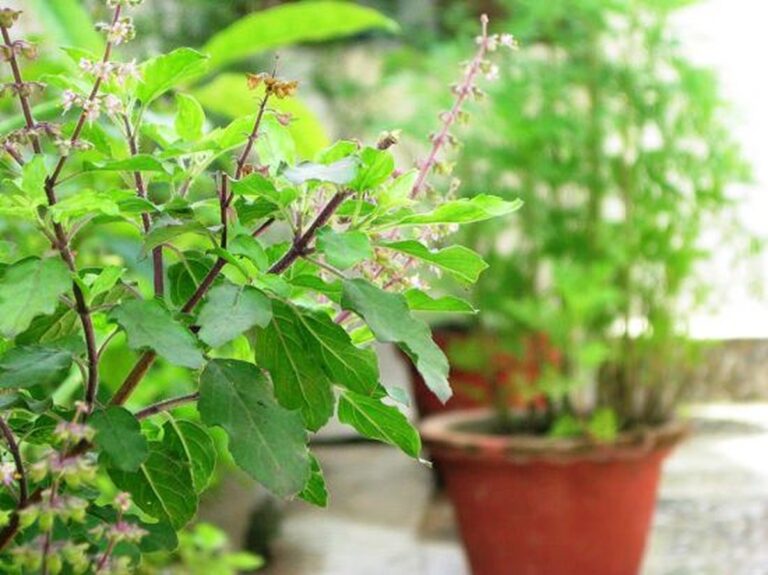 18 Beautiful Sacred Plants That Inspire Wonder Worldwide