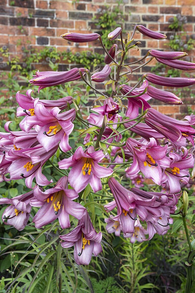 20 Enchanting Fragrant Lilies That Smell Heavenly