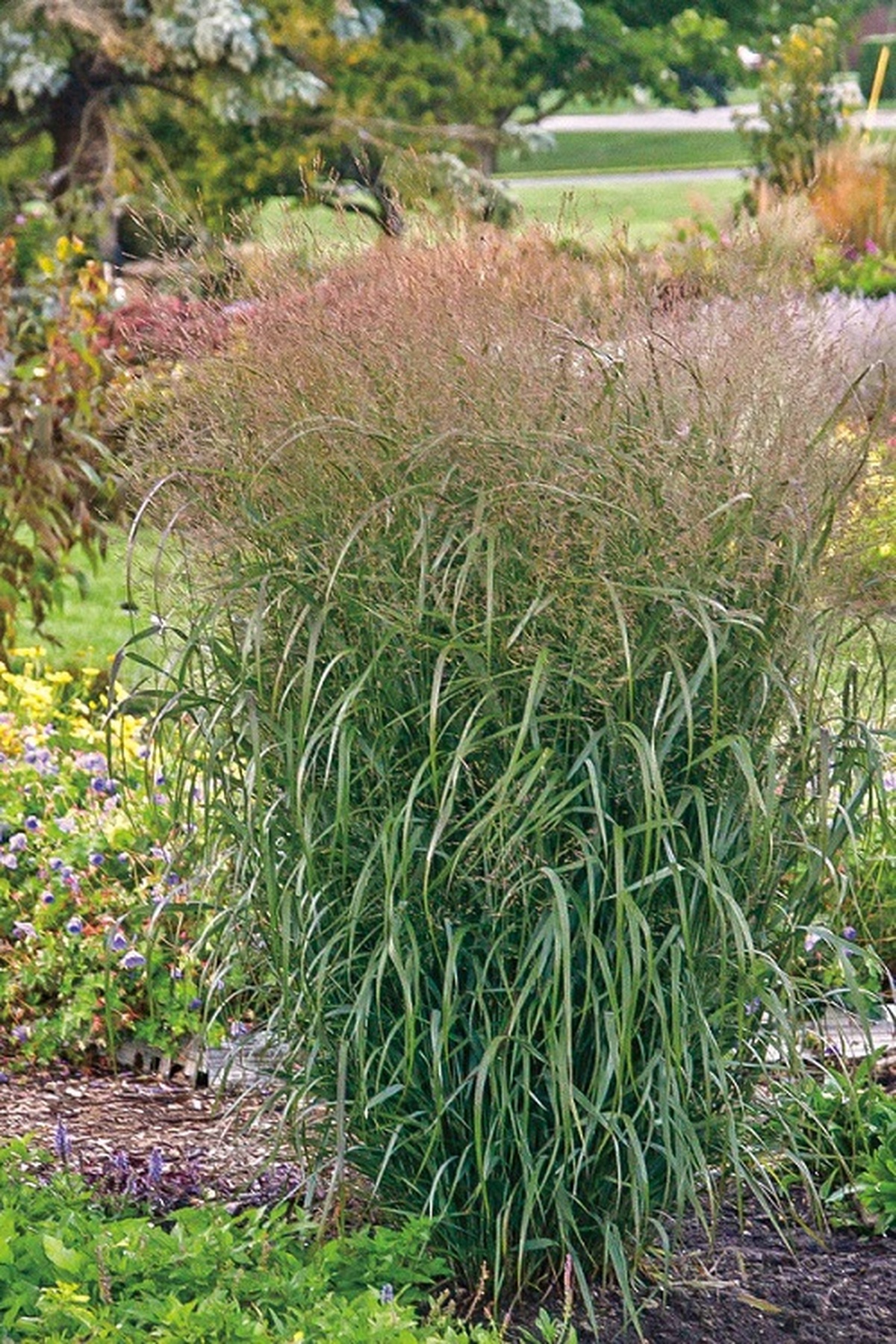 11 Ideal Grasses that Flower for Gardens