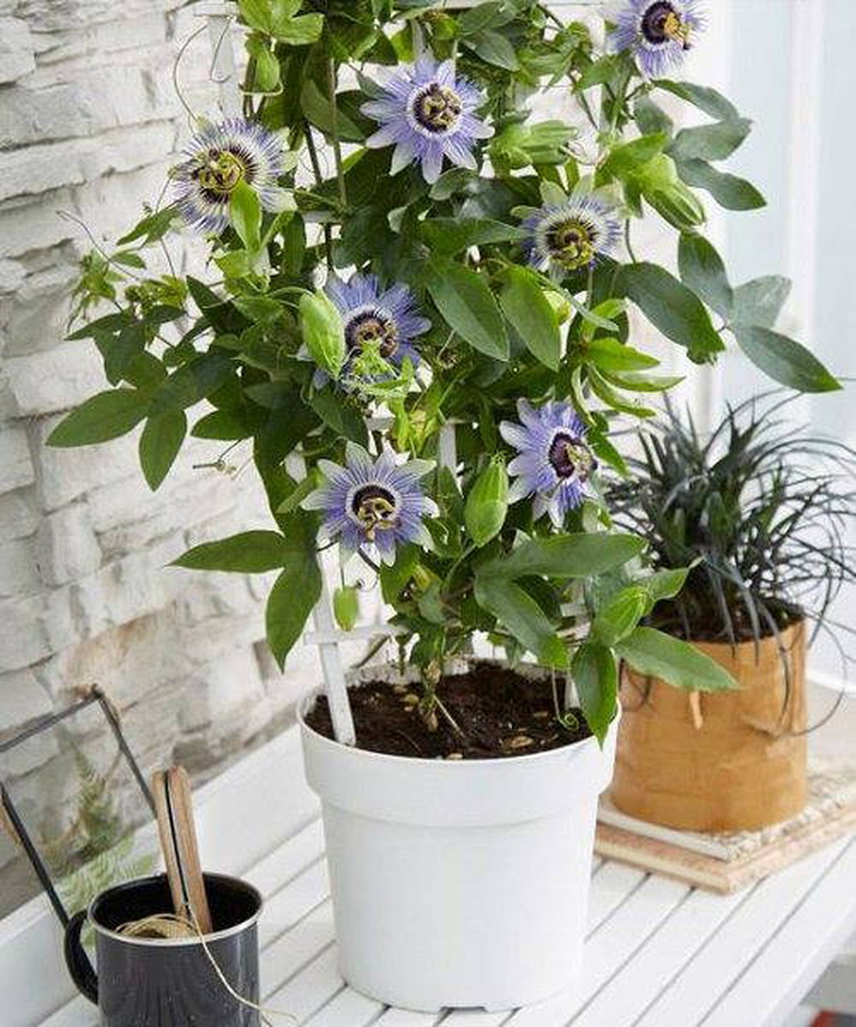 8 Calming Plants for Insomnia and Sleep Apnea That Really Help