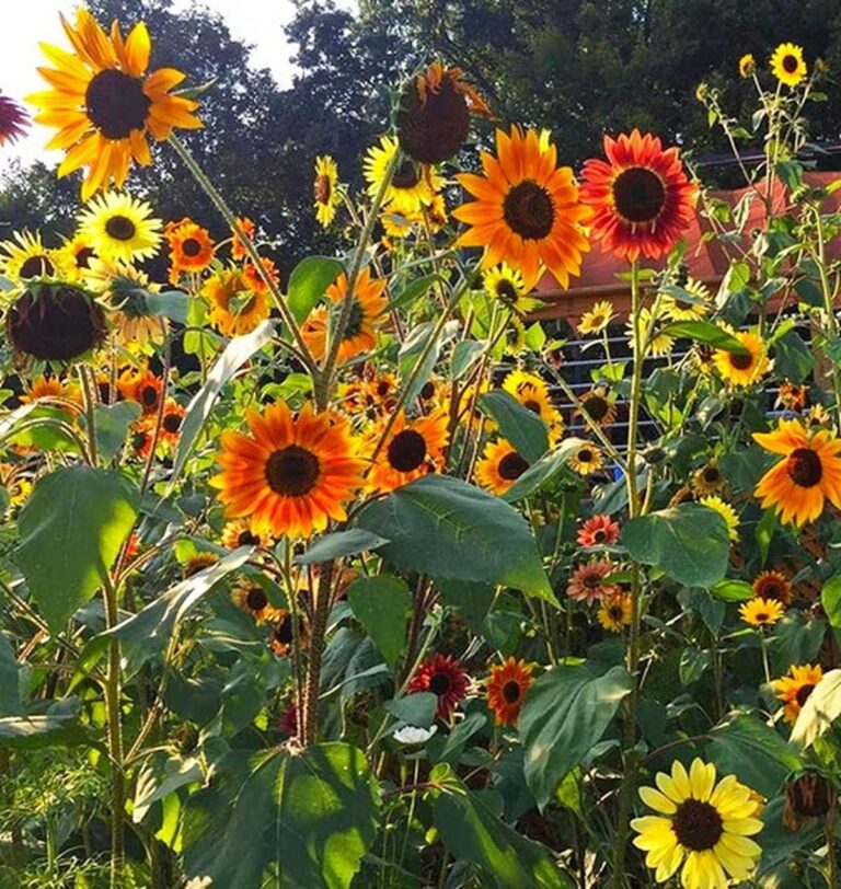 31 Stunning Sunflower Colors That Will Brighten Your Garden