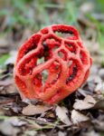 15 Fascinating Red Mushrooms Types: Discover Nature's Gems