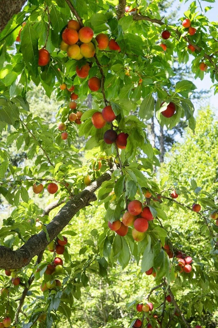 22 Amazing Fruit Trees that Grow in NC