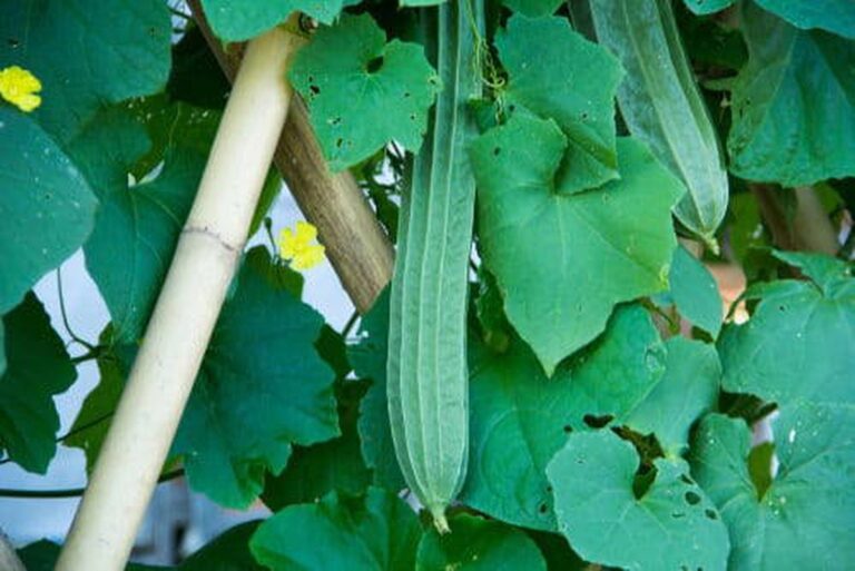 10 Delicious Types of Gourds that are Edible - Try Them Today!