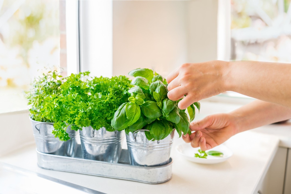 10 Delightful Secret Tips for Growing Most Fragrant Herbs