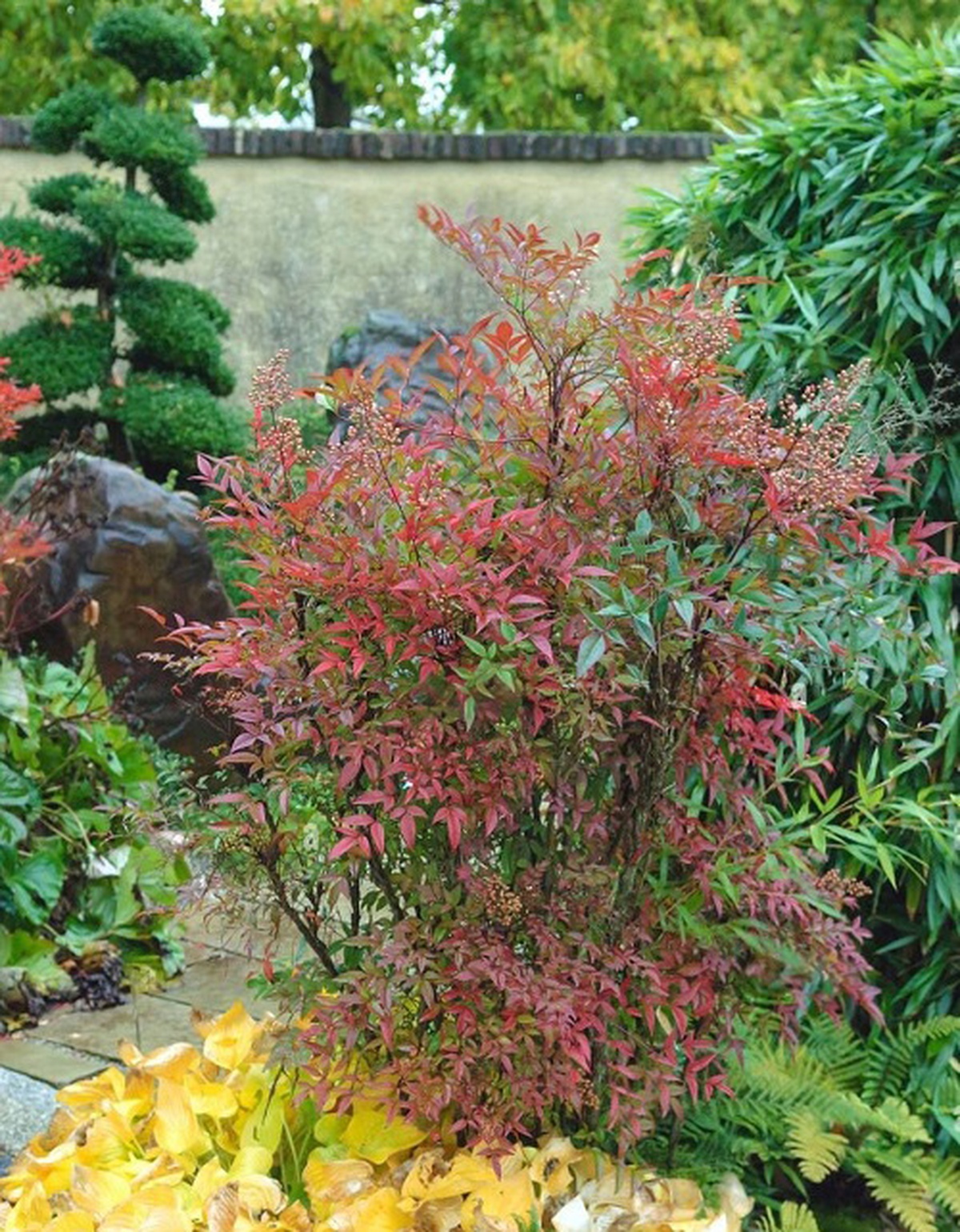 15 Stunning Types of Nandina Varieties to Brighten Your Garden
