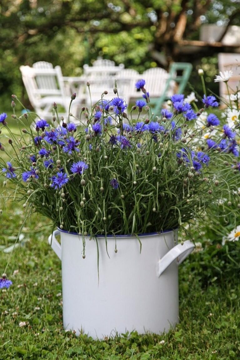 23 Beautiful Flowers That Mean Healing for a Comforting Touch