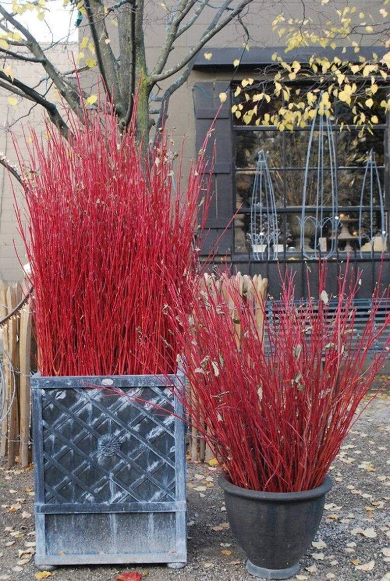 31 Stunning Colorful Hedge Plants for a Vibrant Garden Border