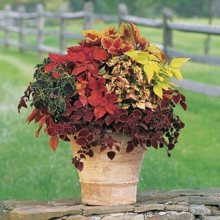 30 Gorgeous Coleus Varieties That Brighten Any Garden Space