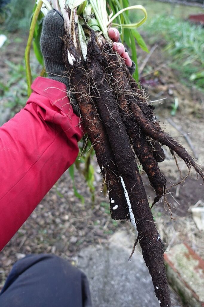 21 Stunning Black Vegetables to Grow in Your Garden