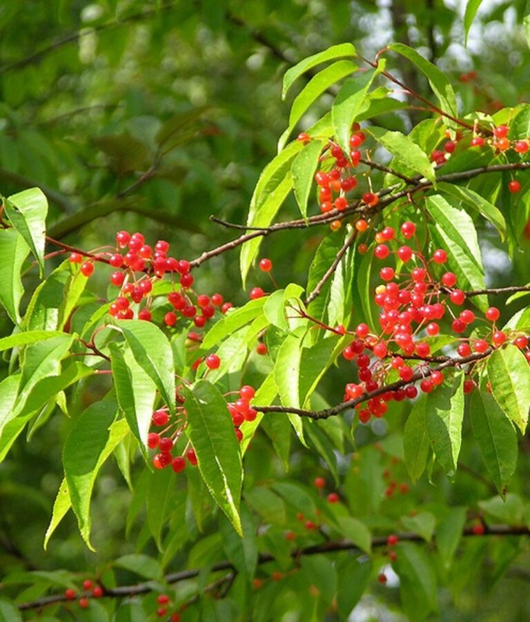 26 Gorgeous Shrubs and Bushes with Red Berries to Brighten Your Yard