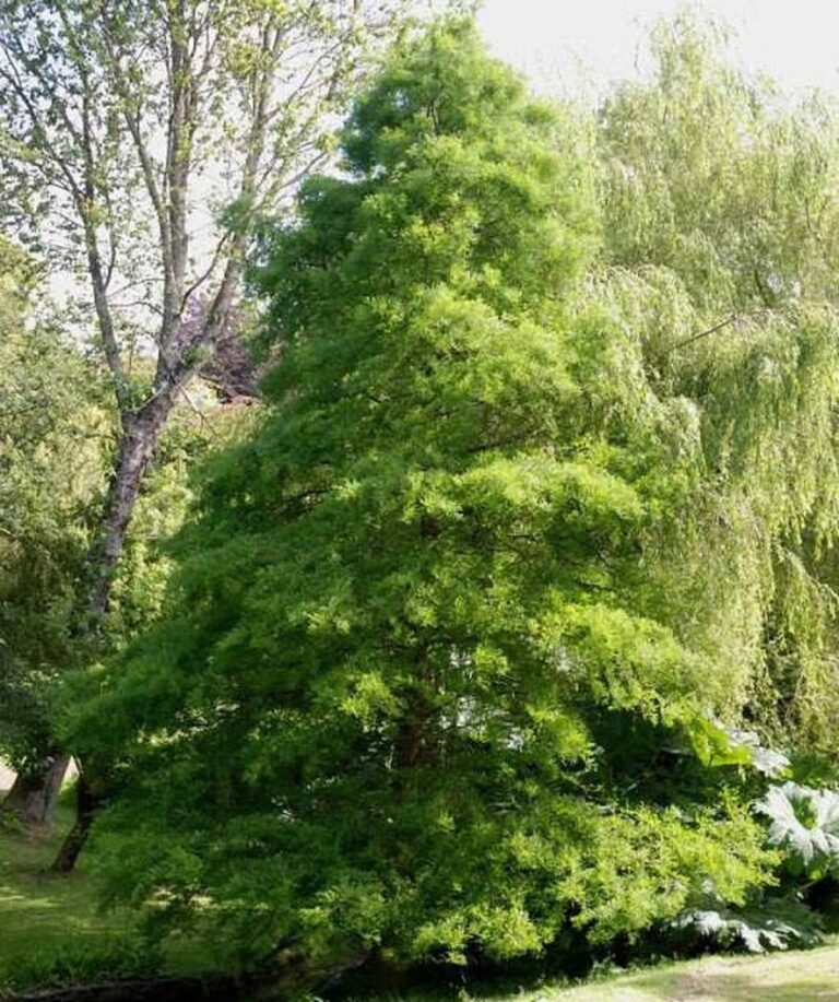17 Amazing Trees to Plant in Georgia for a Stunning Landscape