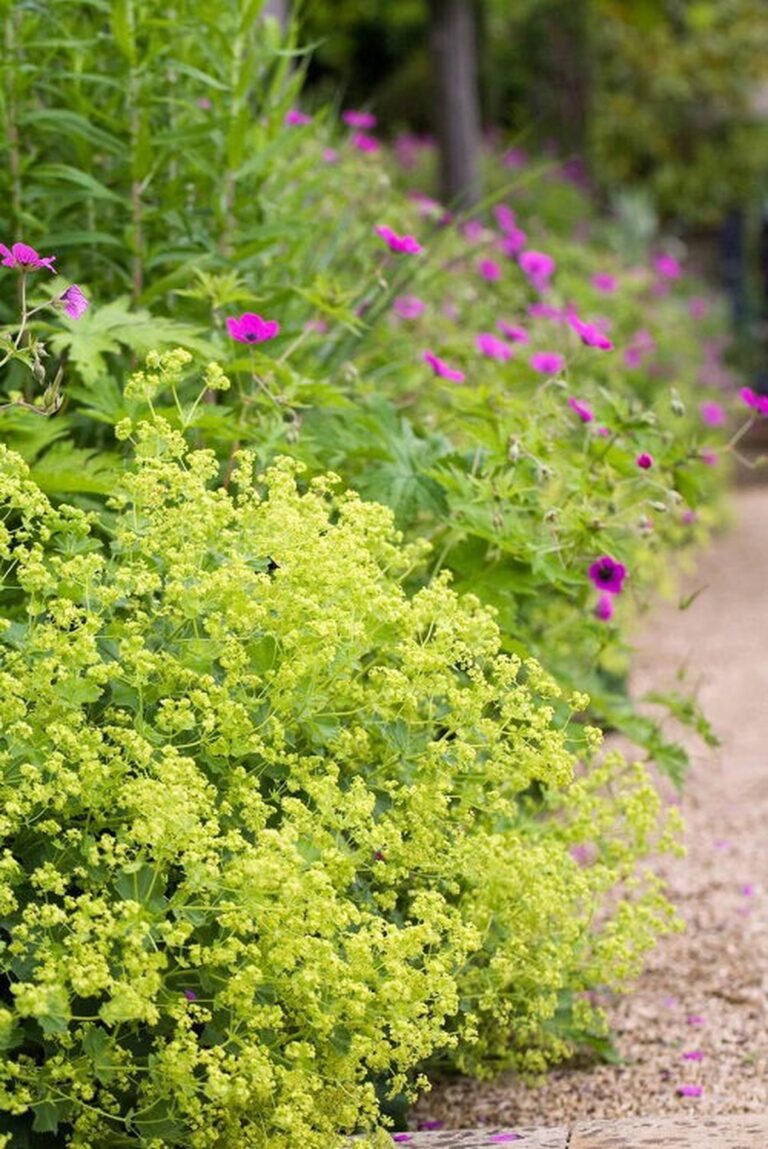 28 Lovely Swedish Flowers That Add Charm