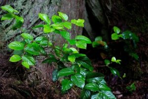 50 Vibrant Plants to Grow Under Big Trees That Thrive in Shade