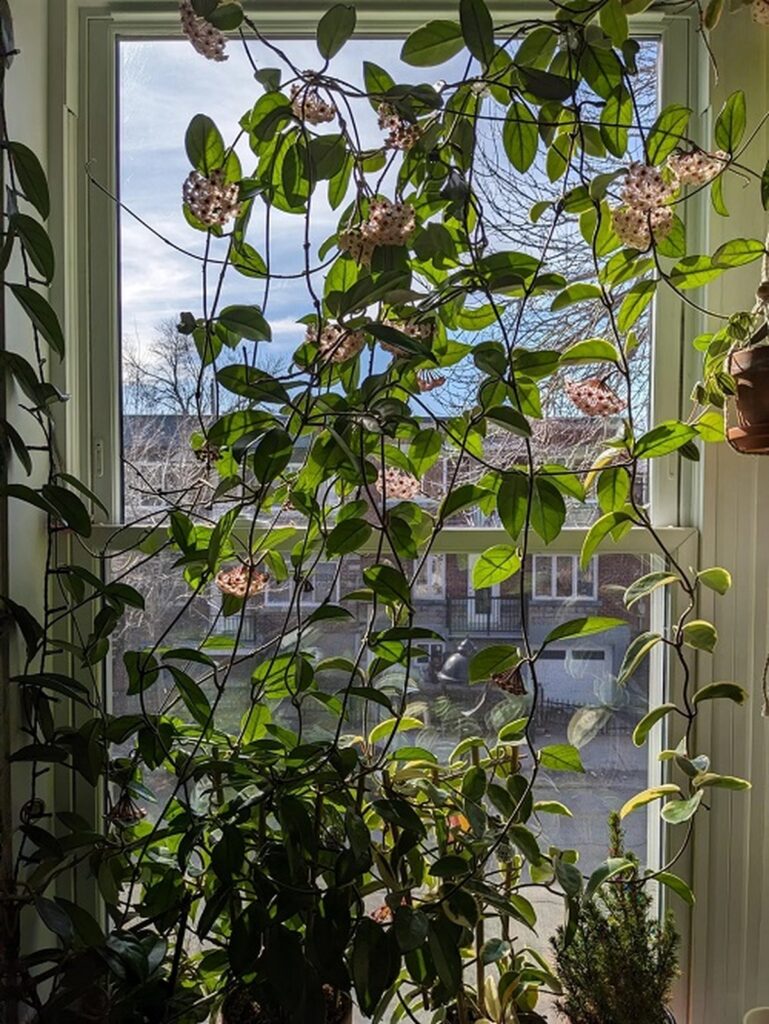 13 Stunning Privacy Plants for Windows to Shield Your Home