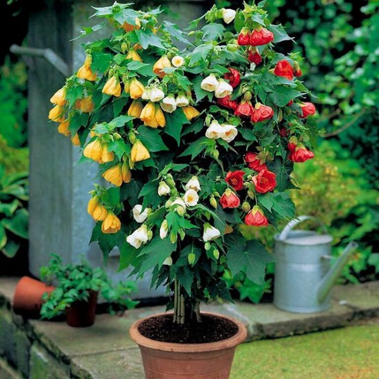 50 Gorgeous Shrubs for Containers That Thrive in Small Spaces