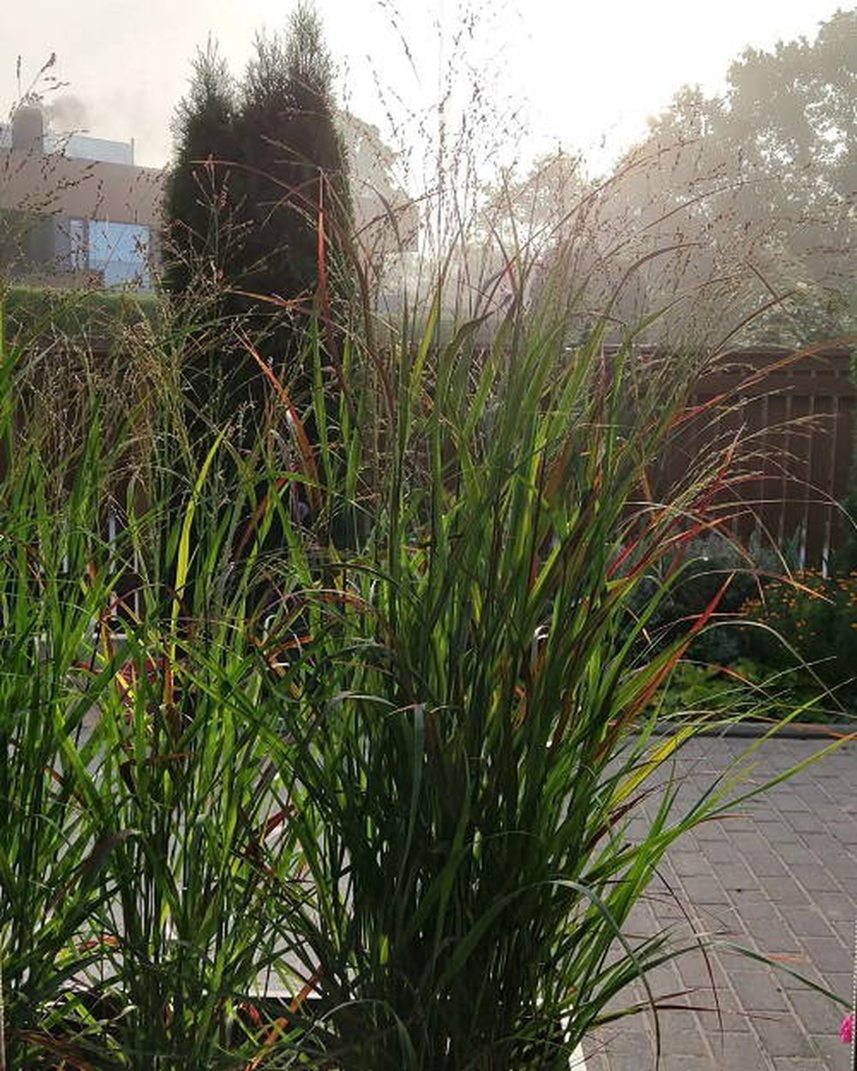 8 Stunning Black Grasses to Transform Your Landscape & Containers