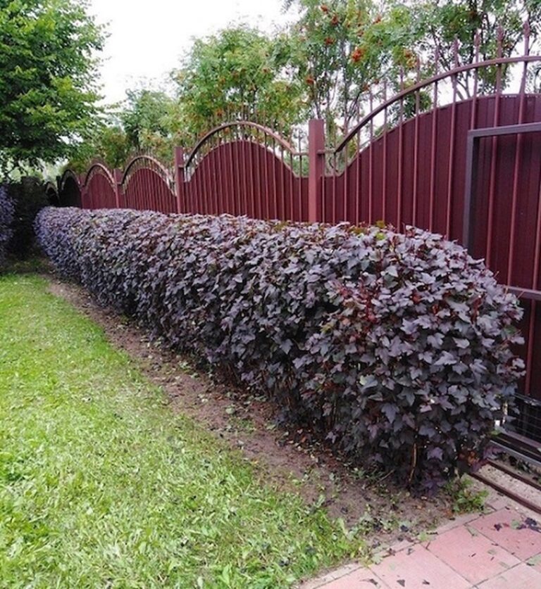 31 Stunning Colorful Hedge Plants for a Vibrant Garden Border