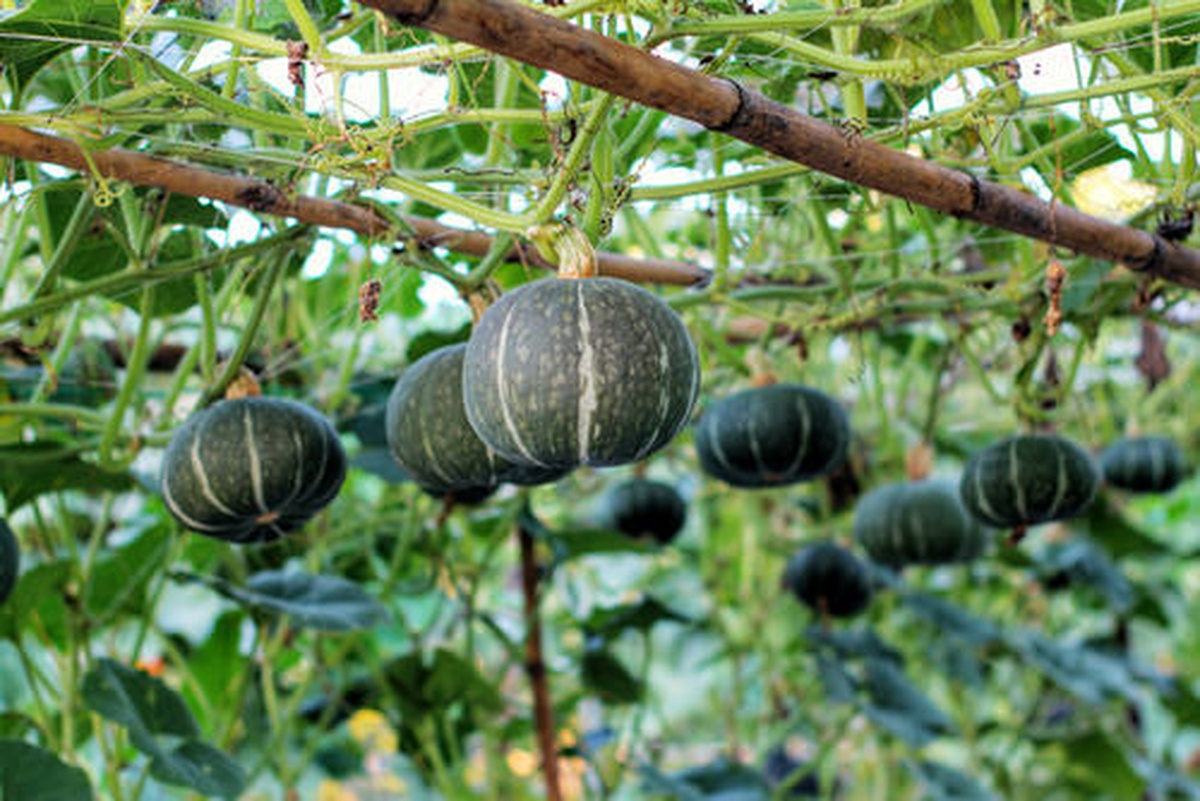 14 Fascinating Names of Squash in Different Languages Worldwide