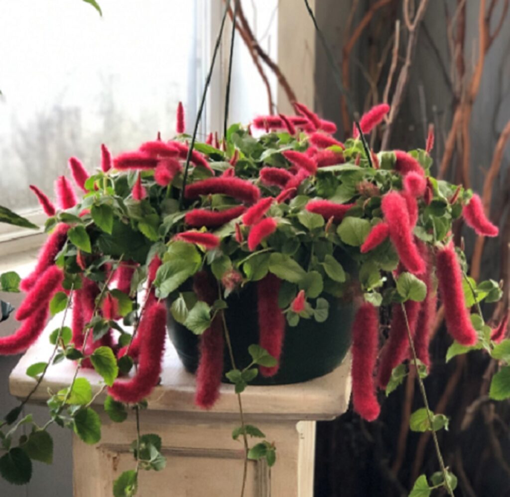 30 Gorgeous Trailing Foliage Plants for Hanging Baskets and Windowboxes