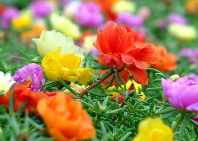 17 Stunning Types of Roses: Discover Nature's Best Varieties