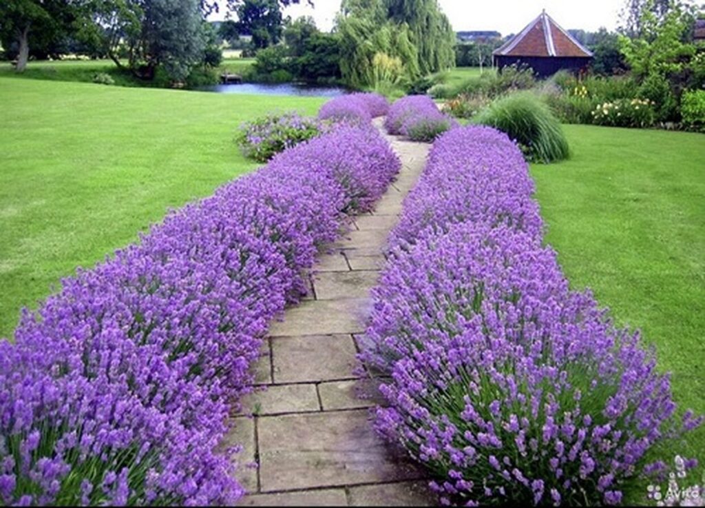41 Beautiful Plants For Walkways That Charm Visitors