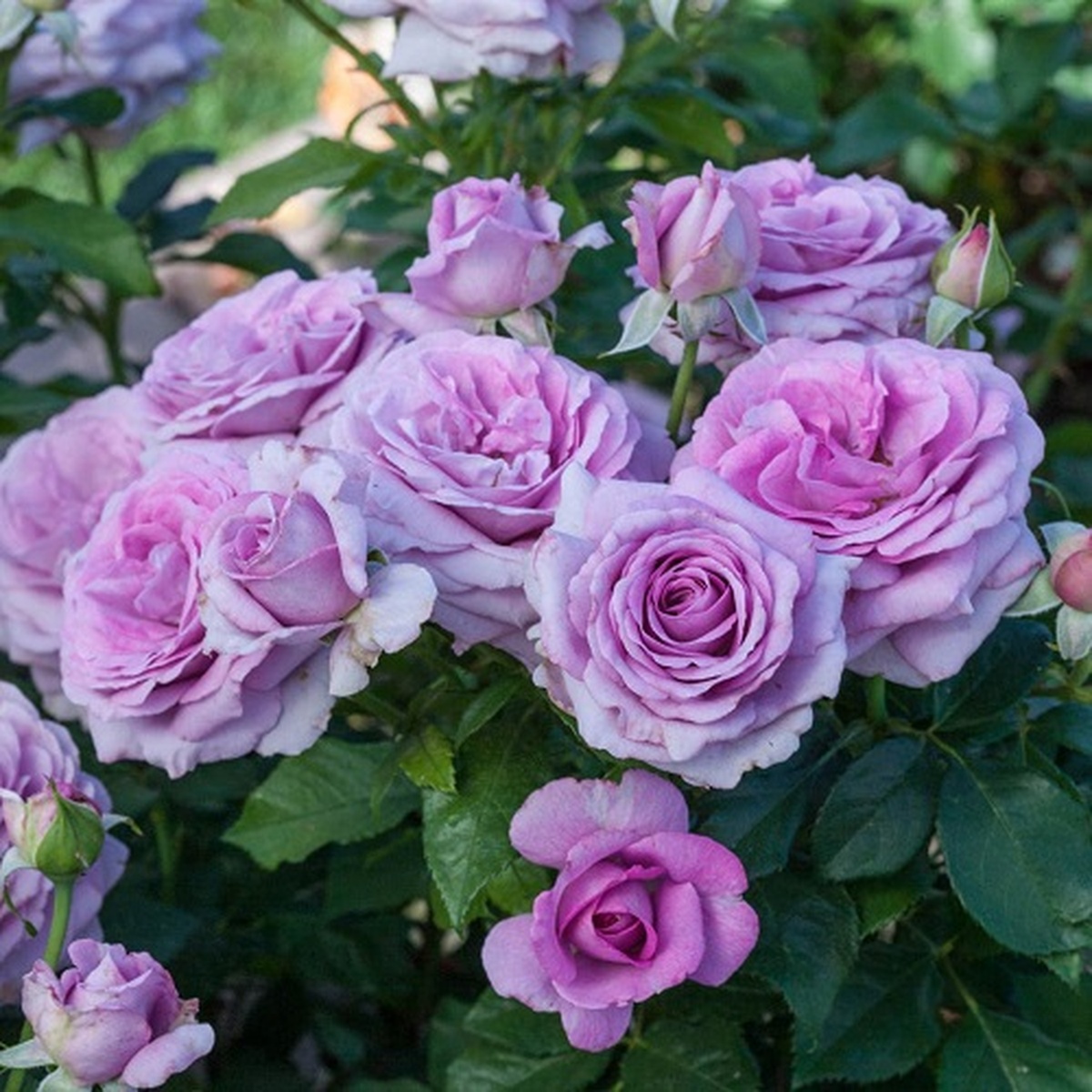 13 Stunning Blue Rose Varieties: Find Your Perfect Blooming Beauty
