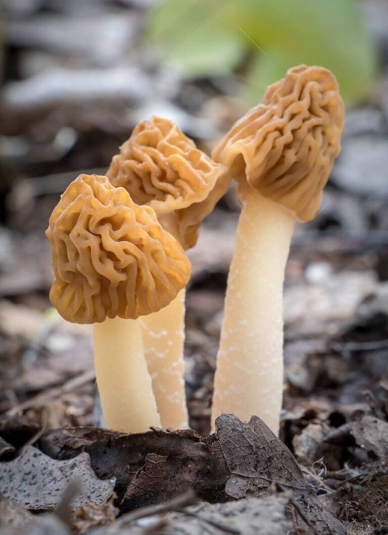 10 Fascinating Mushrooms That Look Like a Brain To Explore