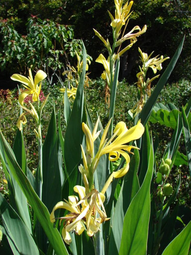 30 Stunning Types of Canna Lily Varieties for Garden Paradise