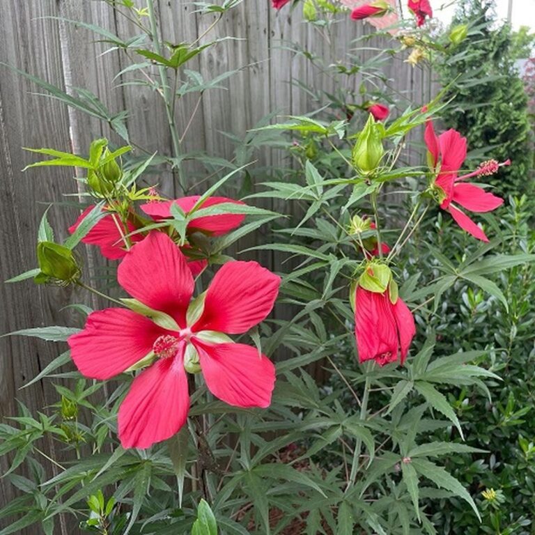47 Beautiful Native Florida Flowers That Brighten Any Garden