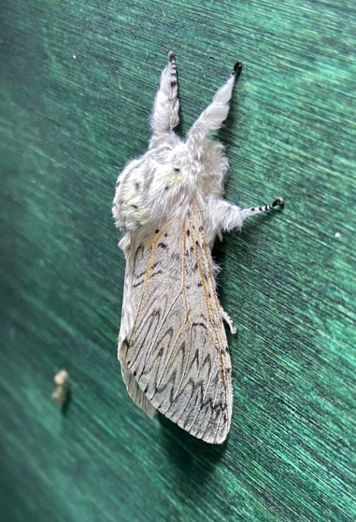 8 Stunning Fluffy Moths to Discover in Your Garden