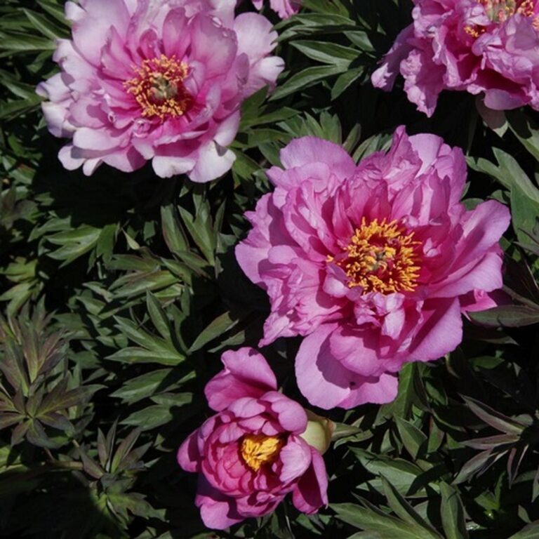 55 Gorgeous Pink Peony Varieties That Bloom Beautifully