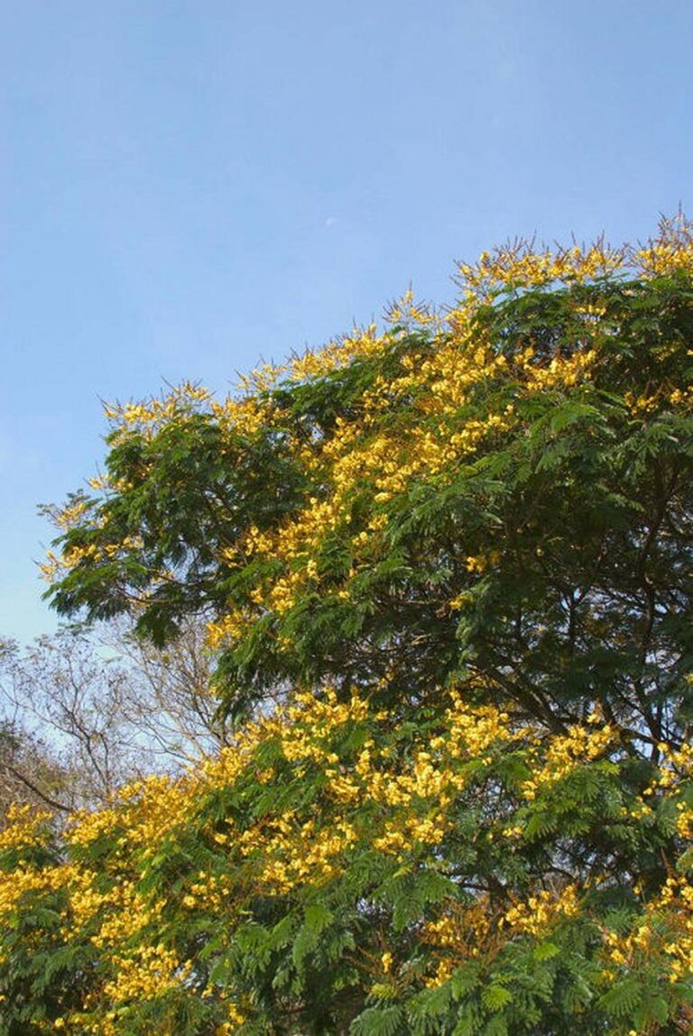 17 Stunning Trees That Look Like Ferns: Nature's Hidden Gems