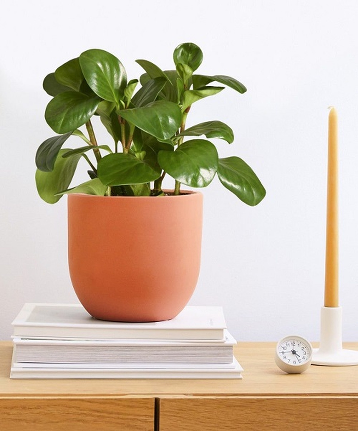 15 Popular Rubber Plants to Discover