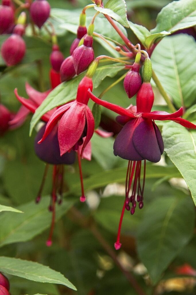 20 Enchanting Maroon Flowers That Beautify Any Garden
