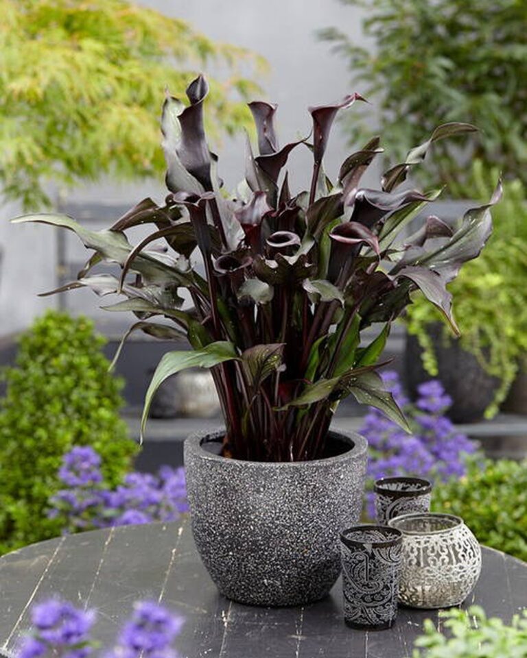 14 Beautiful Black Calla Lily Varieties That Amaze Every Time