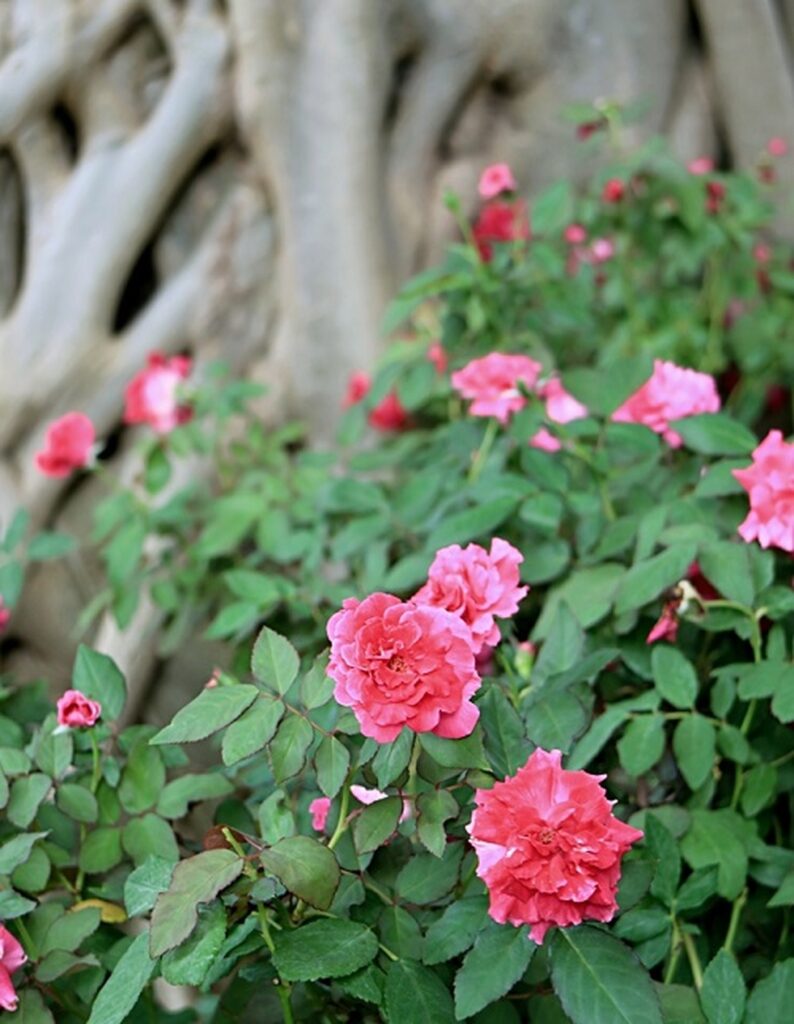 29 Hawaiian Flowers Names: Tropical Blooms to Brighten Your Day