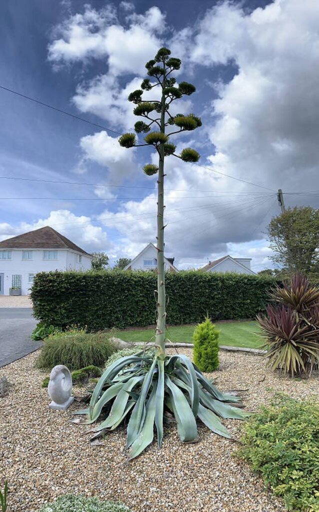 8 Stunning Tallest and Longest Flower Names to Marvel At