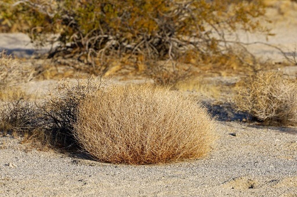 90 Amazing Desert Plants That Thrive in Dry Heat