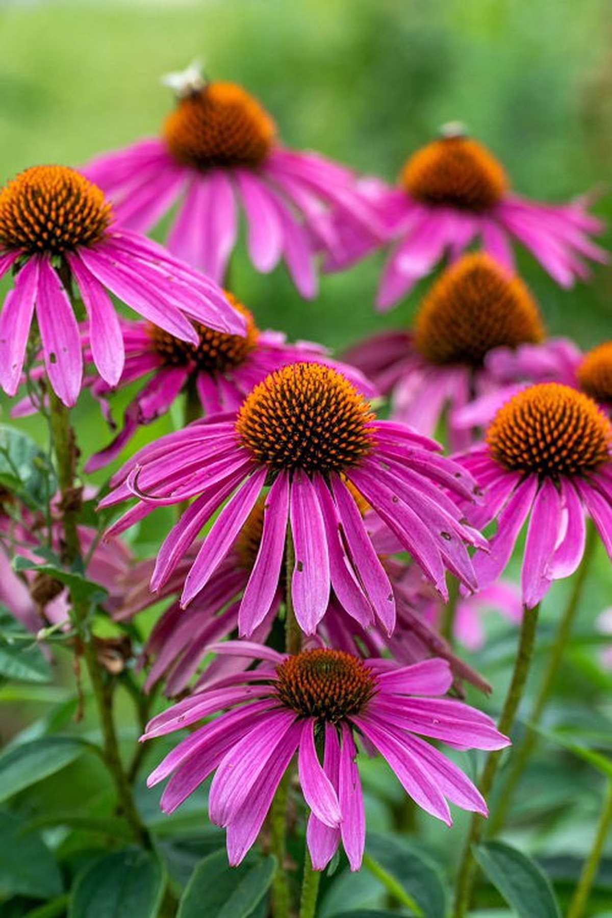 12 Gorgeous Flowers That Look Like Butterfly Ready to Fly Away