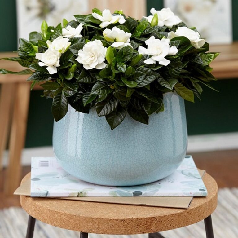 35 Fascinating Flower Meanings That Speak Love and Emotion